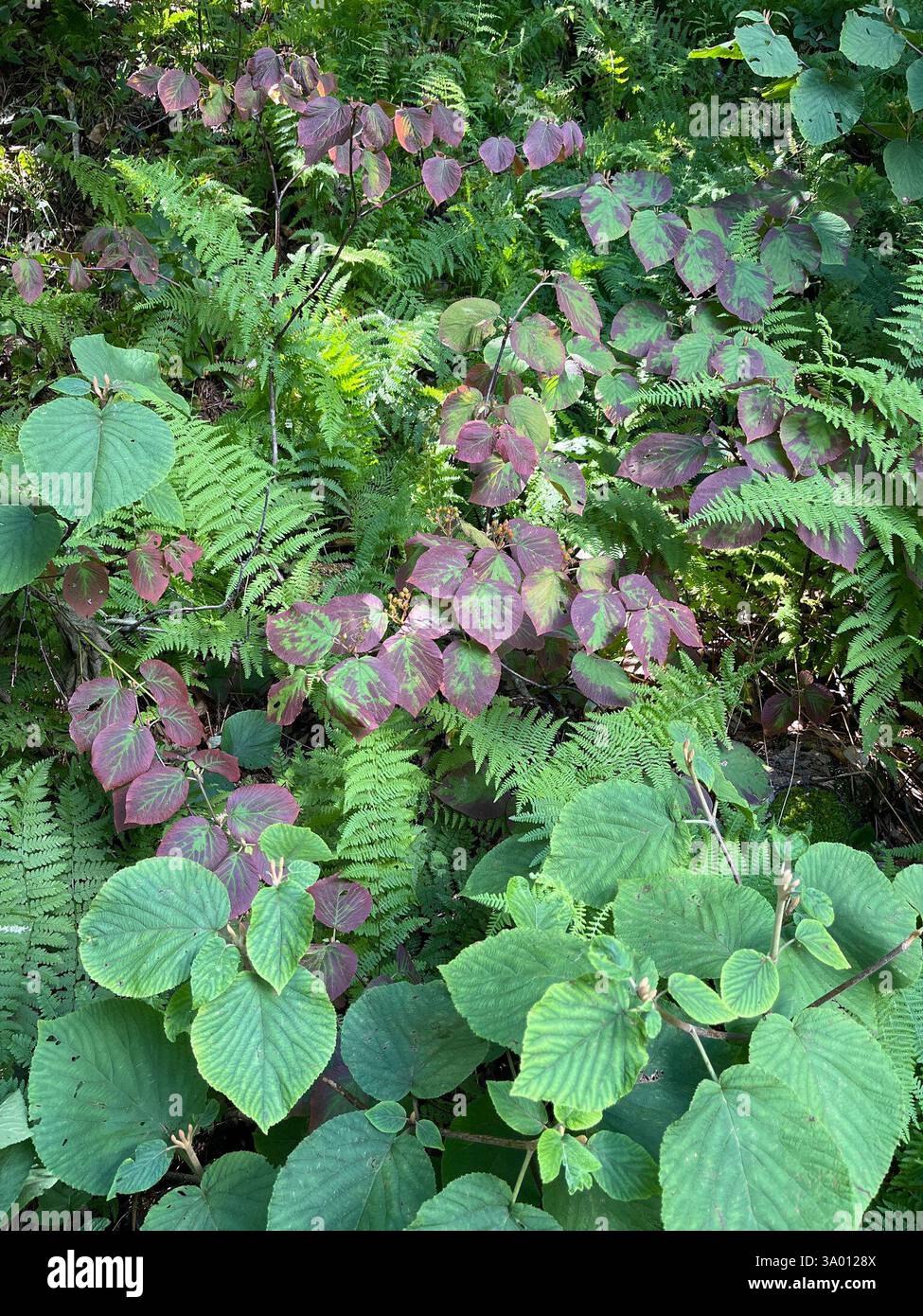 hobblebush (Viburnum lantanoides), Plantae, Mount Ascutney State Park ...