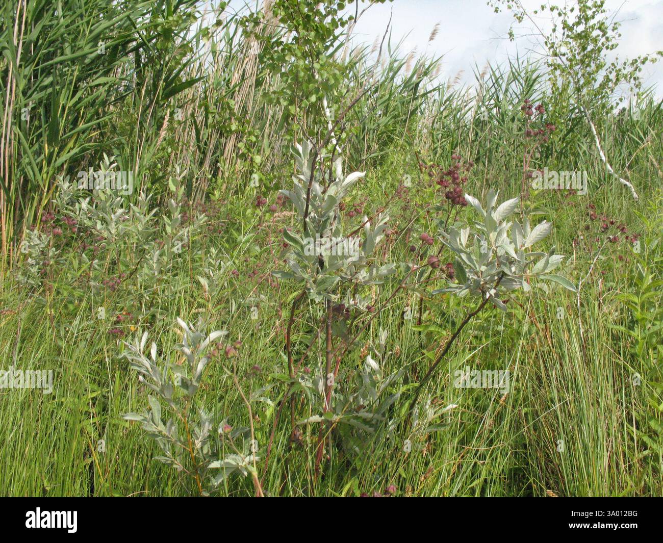 Downy Willow (Salix lapponum), Plantae, Городищенский р-н, Пензенская ...