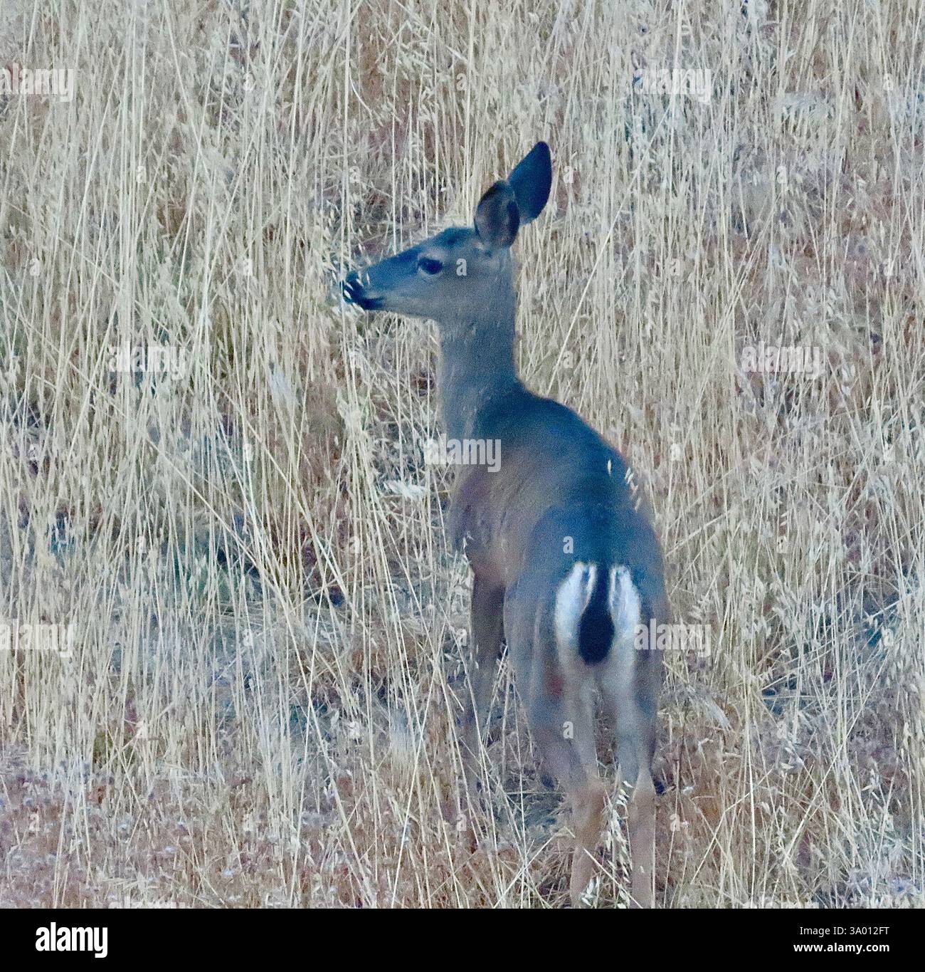 Columbian Black-tailed Deer (Odocoileus hemionus columbianus), Mammalia ...