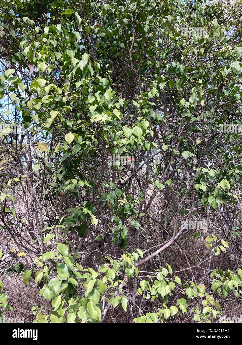 Strychnine Tree (Strychnos psilosperma), Plantae, Mount Murchison, QLD ...