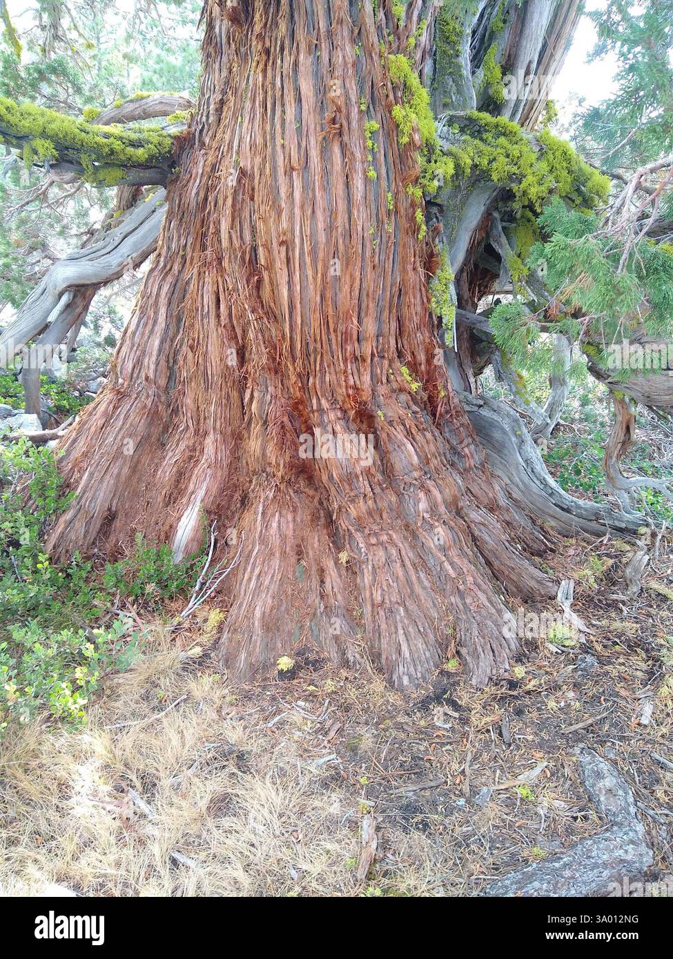 Sierra juniper (Juniperus grandis), Plantae, El Dorado County, CA, USA ...