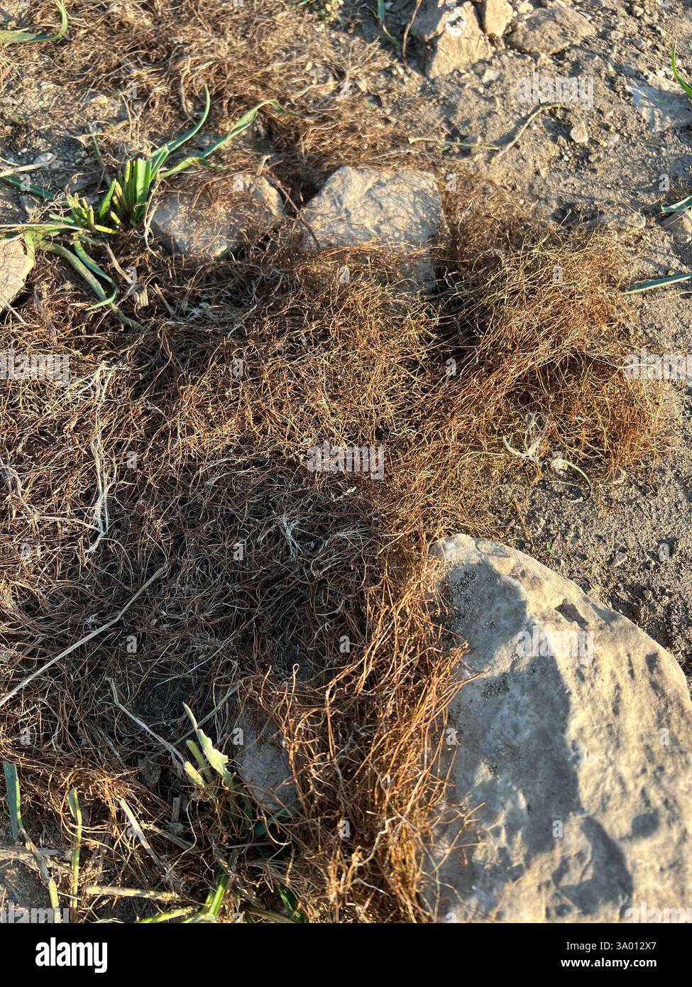 charophyte algae (Charophyta), Plantae, Blidinje jezero, Posušje ...