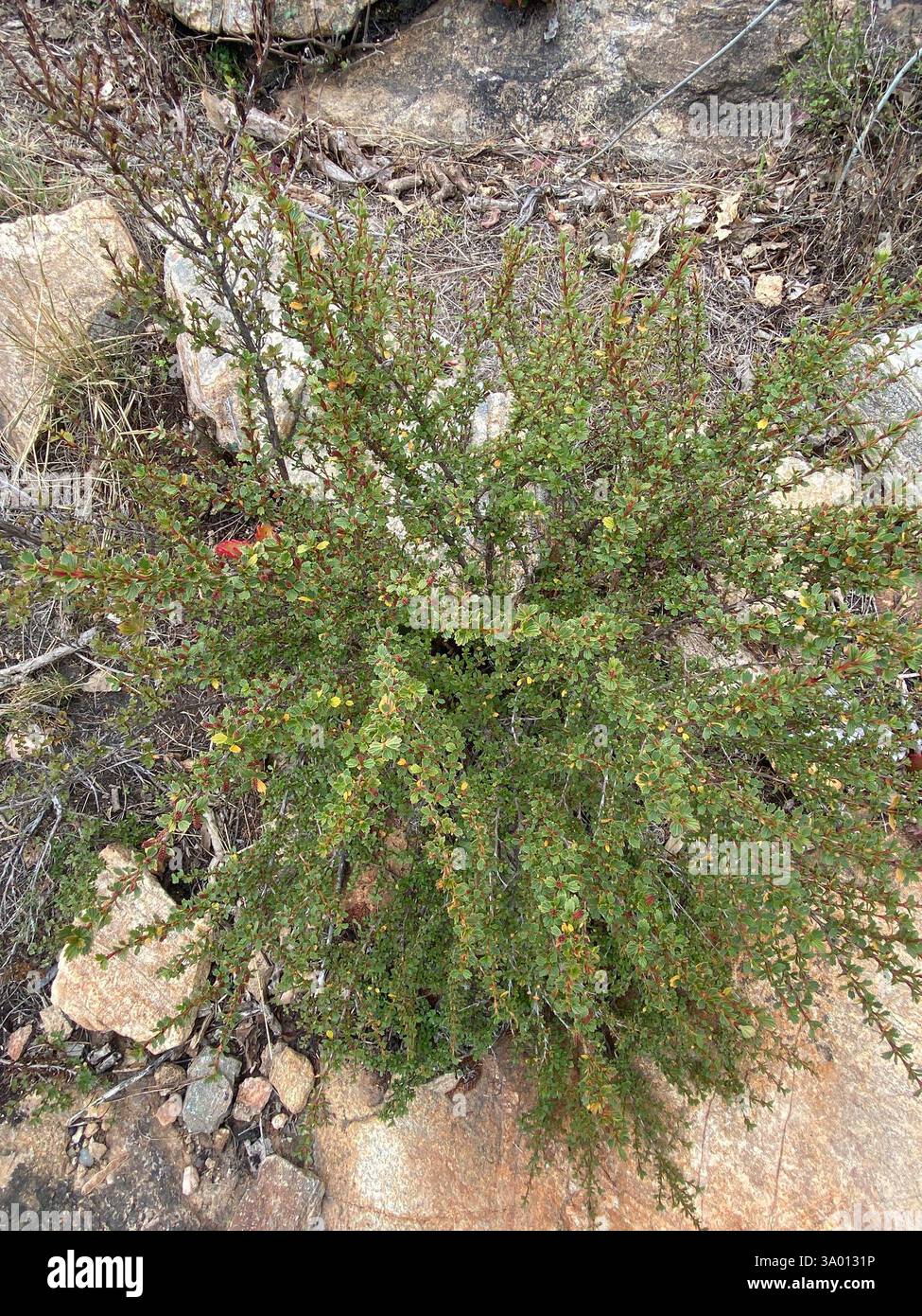 Resurrection Plant (Myrothamnus flabellifolius), Plantae, Polokwane ...