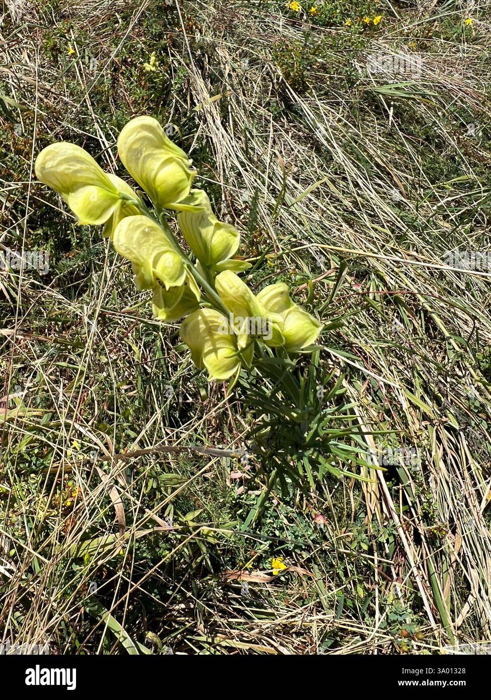 Yellow Monkshood (Aconitum anthora), Plantae, Glamoč, Federacija Bosne ...