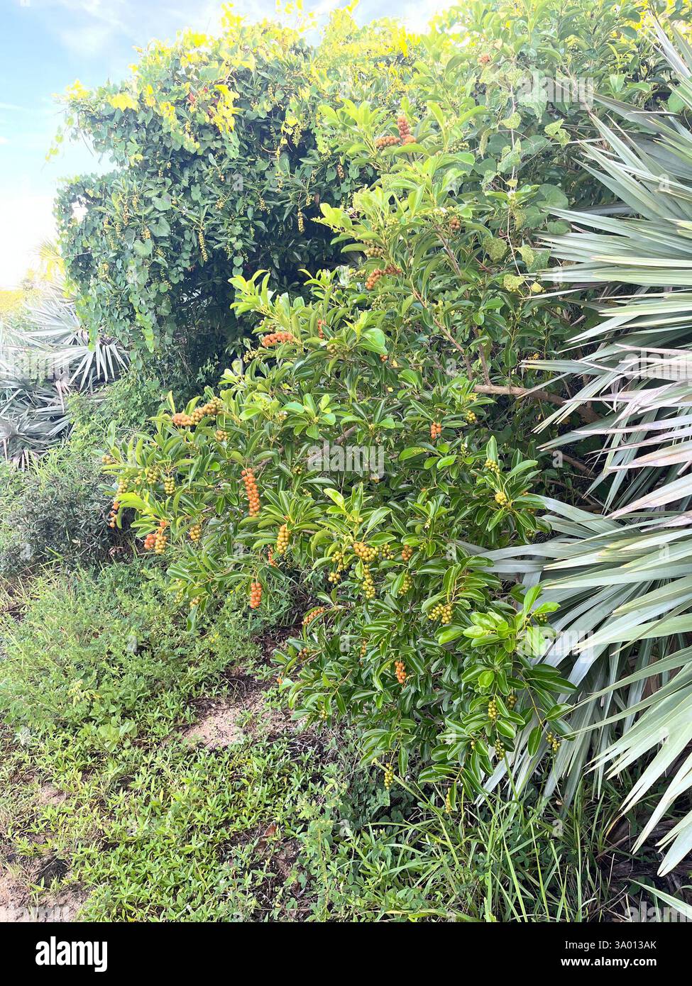 Spiny Fiddlewood (Citharexylum spinosum), Plantae, Florida, US Stock ...