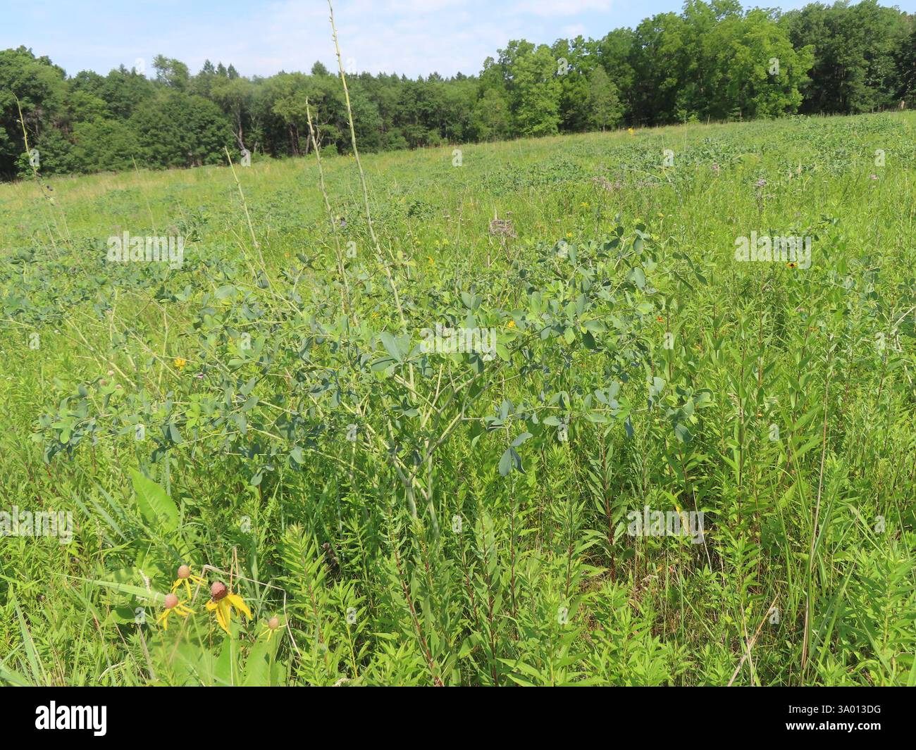 white false indigo (Baptisia lactea), Plantae, Waukesha, Wisconsin ...