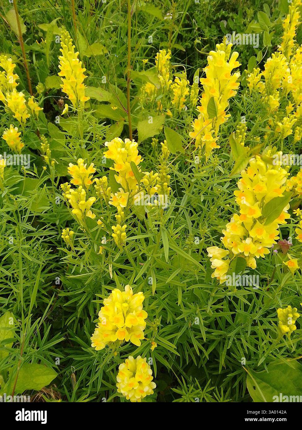 common toadflax (Linaria vulgaris), Plantae, Roadwater, Watchet TA23 ...