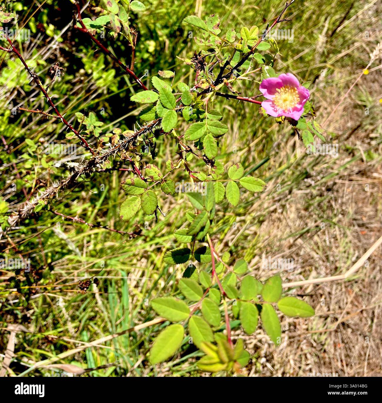 pine rose (Rosa pinetorum), Plantae, California, US, A petite Pine Rose ...