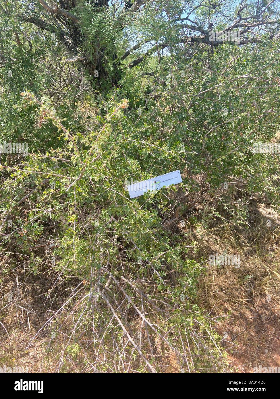 little leaf sumac (Rhus microphylla), Plantae, Abilene State Park ...