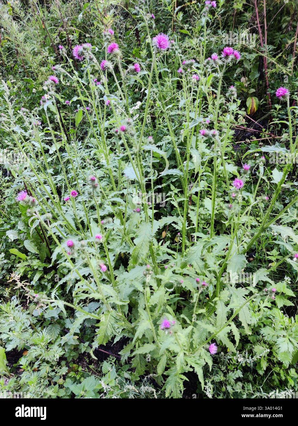 Welted Thistle (Carduus crispus), Plantae, 00710 Helsinki, Suomi, Oho ...