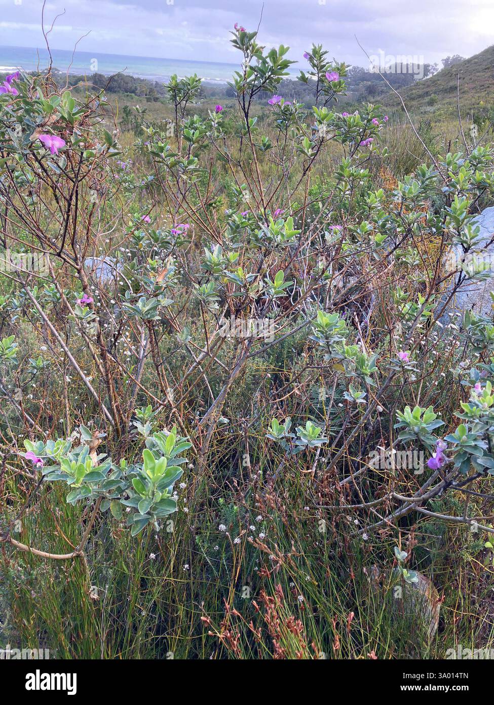 Water blossom pea (Podalyria calyptrata), Plantae, Overberg, ZA-WC, ZA ...