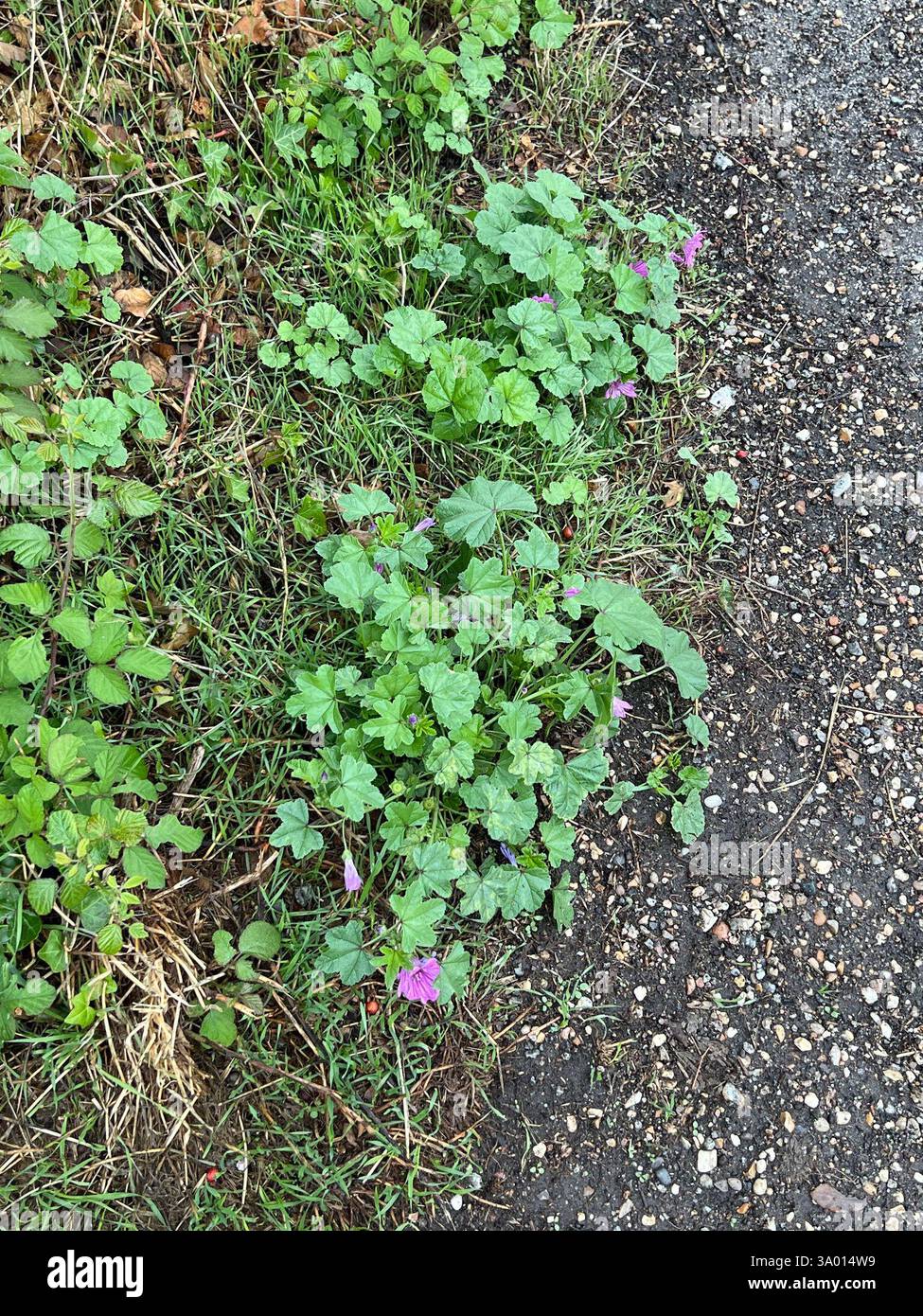 Common Mallow (Malva sylvestris), Plantae, Tonbridge Road, Hockley ...
