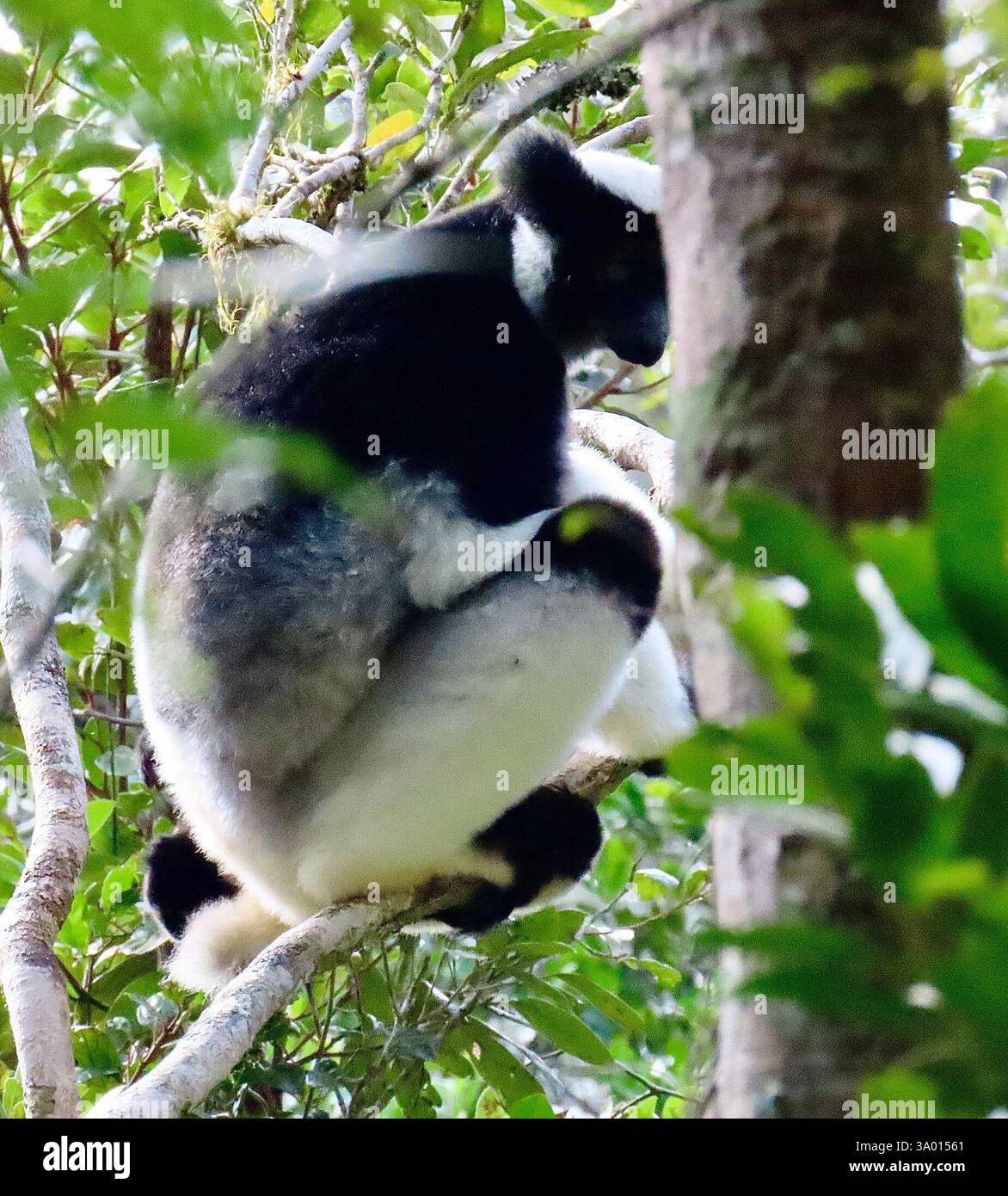 Indri (Indri indri), Mammalia, Alaotra-Mangoro, MG-TM, MG, Mom and baby ...