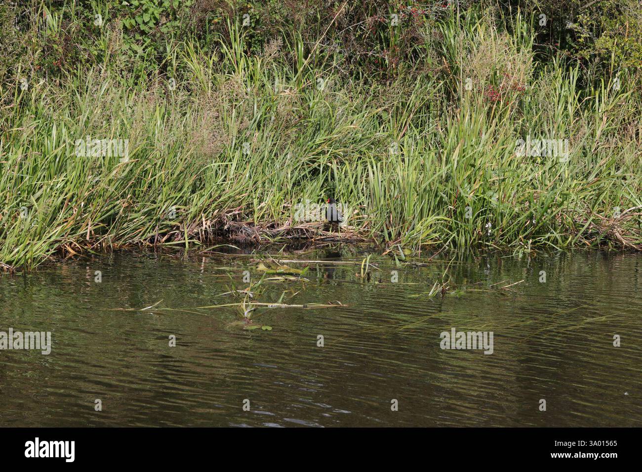 Common Moorhen (Gallinula chloropus), Aves, Leeds Liverpool Canal ...