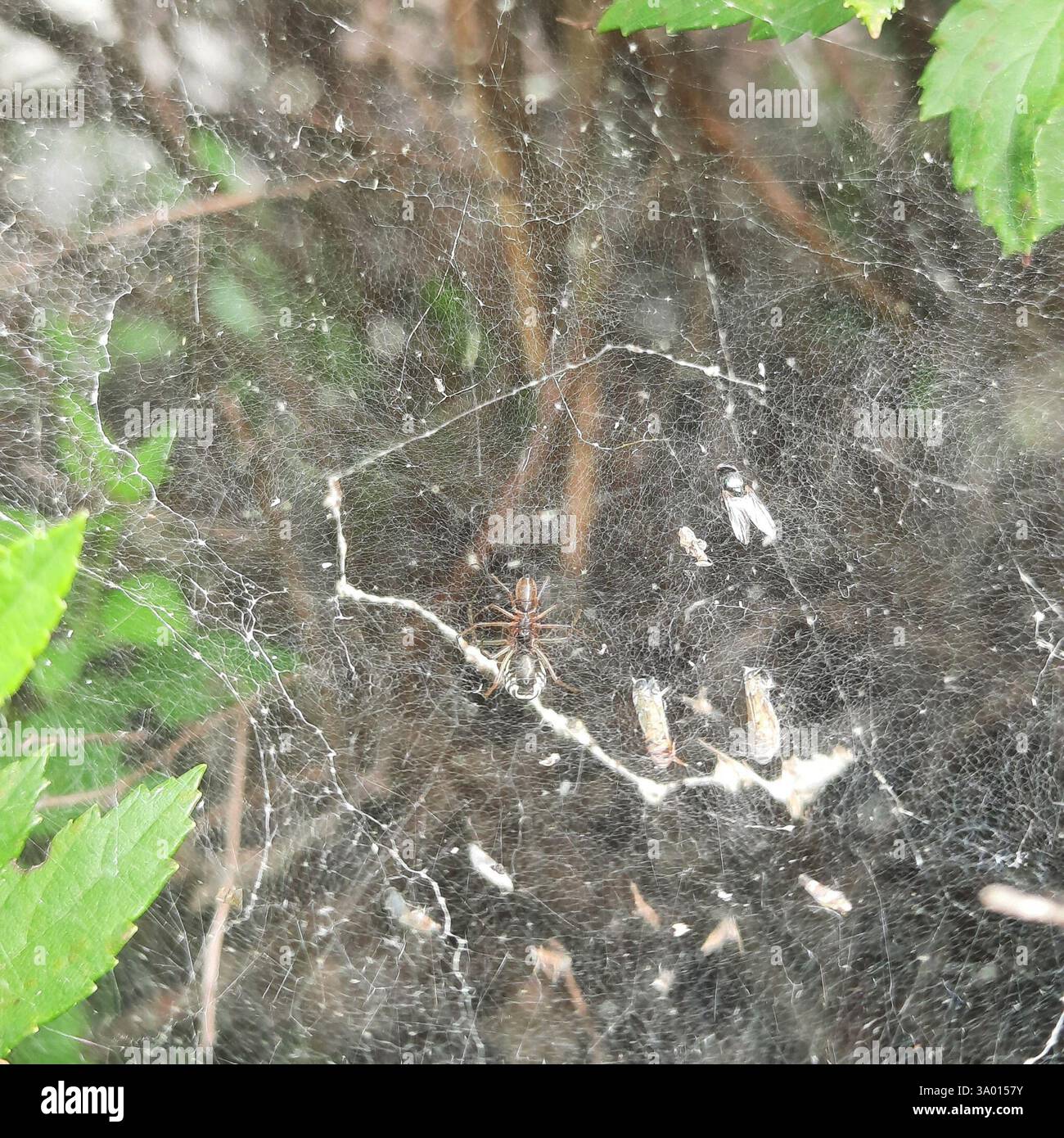 Sheet-weavers (Linyphiinae), Arachnida, Lancaster County, US-PA, US, In ...