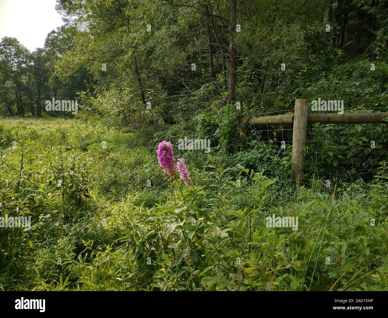 Purple Fringeless Orchid (Platanthera peramoena), Plantae, Virginia, US ...