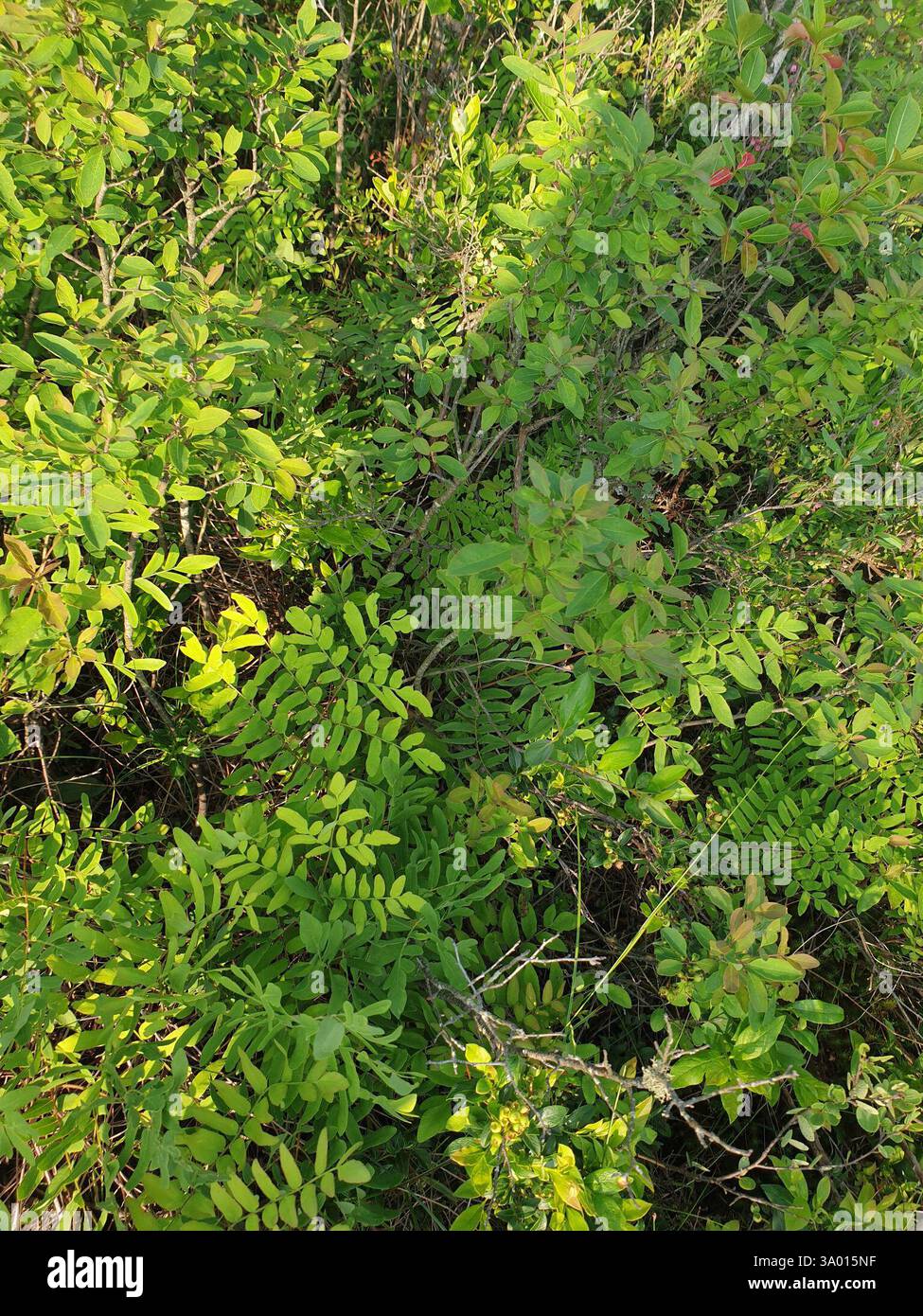 Mountain holly (Ilex mucronata), Plantae, Lanoraie, QC, Canada Stock ...