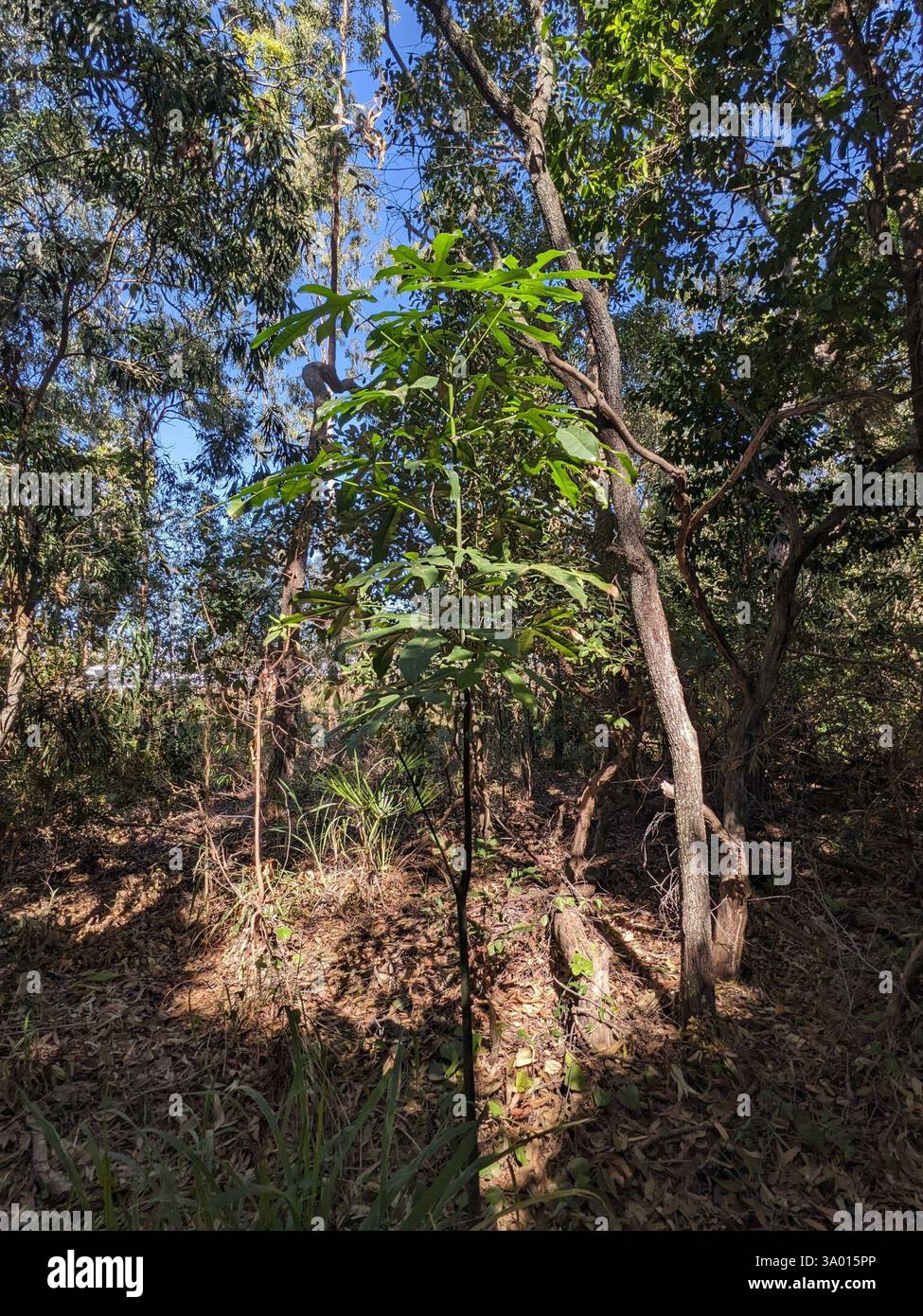 flame tree (Brachychiton acerifolius), Plantae, Yeppoon QLD 4703 ...