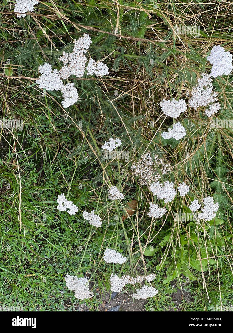 common yarrow (Achillea millefolium), Plantae, Tonbridge Road, Hockley ...