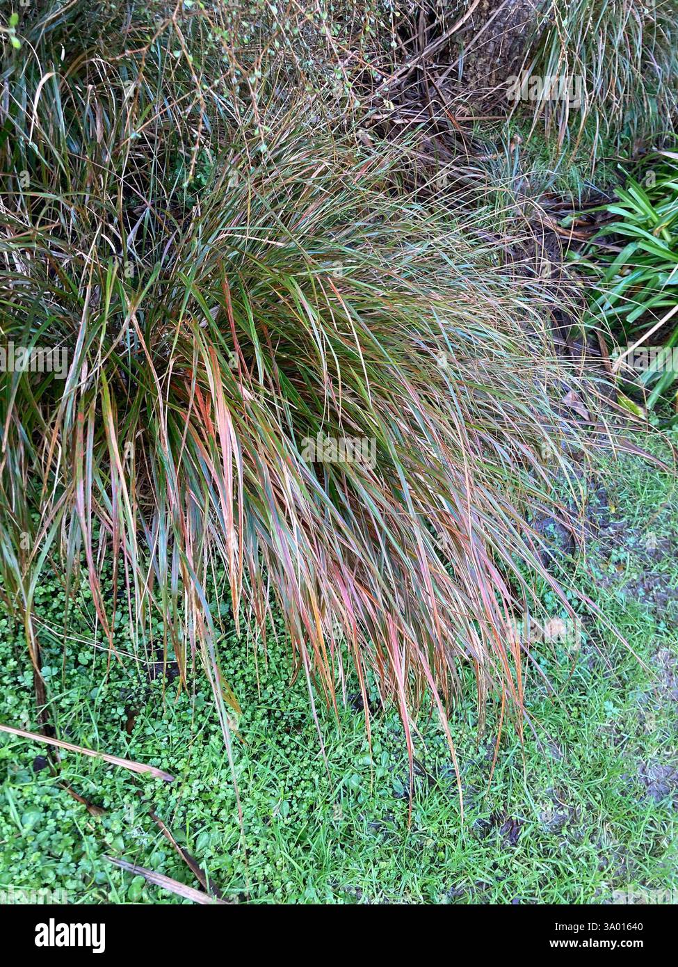 Gossamer grass (Anemanthele lessoniana), Plantae, Cashmere ...