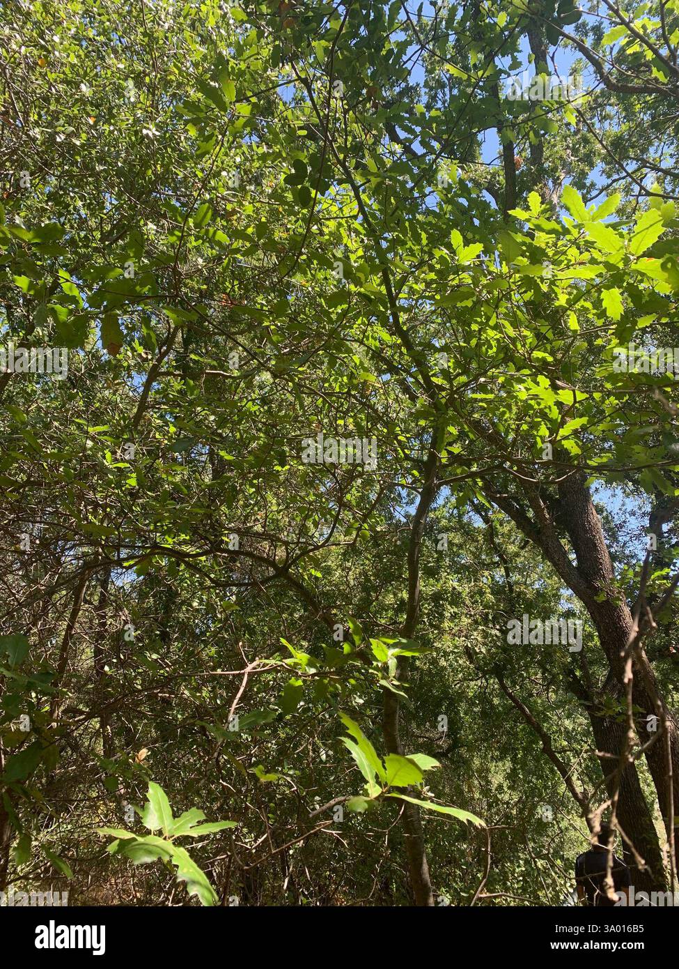 Oracle Oak (Quercus × morehus), Plantae, Beale Afb, CA, US Stock Photo ...