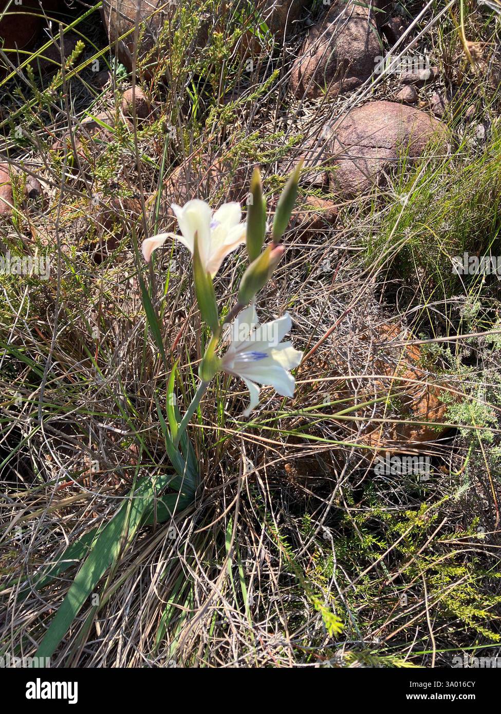 Common Swordlily (Gladiolus floribundus), Plantae, Bontebok National ...