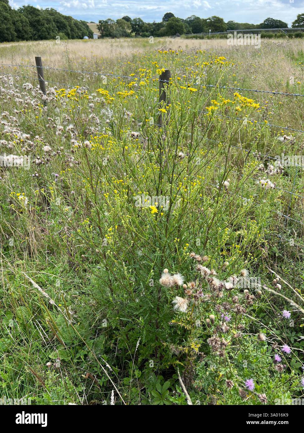 Hoary Ragwort (Jacobaea erucifolia), Plantae, Great Burstead and South ...