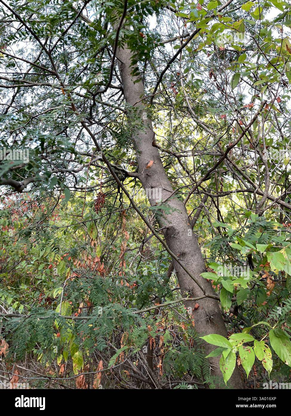 honey locust (Gleditsia triacanthos), Plantae, Belton Lake, Killeen, TX ...