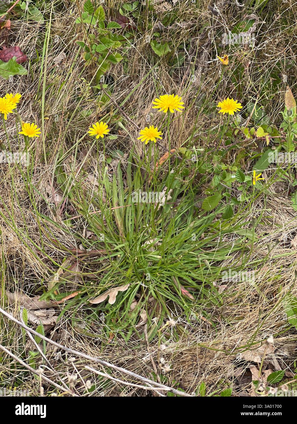 Common Cat's-ear (Hypochaeris radicata), Plantae, Great Burstead and ...