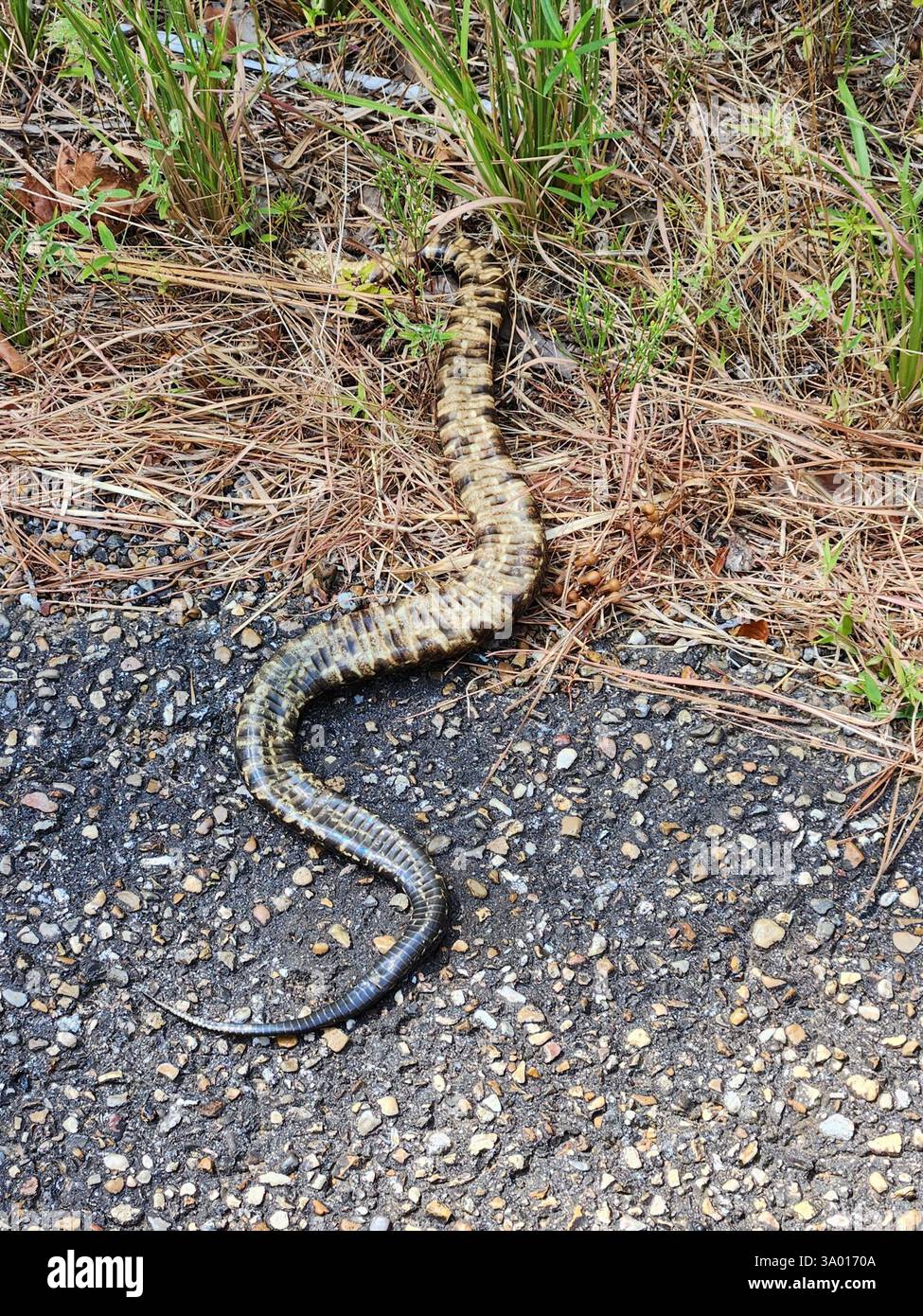 Northern Cottonmouth (Agkistrodon piscivorus), Reptilia, Taylor, AR ...