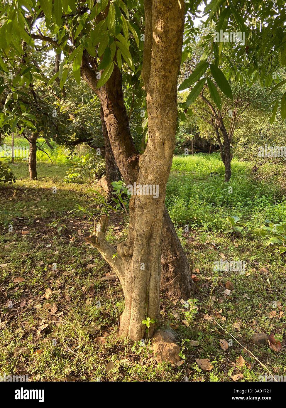 Jaundice curative tree (Wrightia tinctoria), Plantae, Gir National Park ...