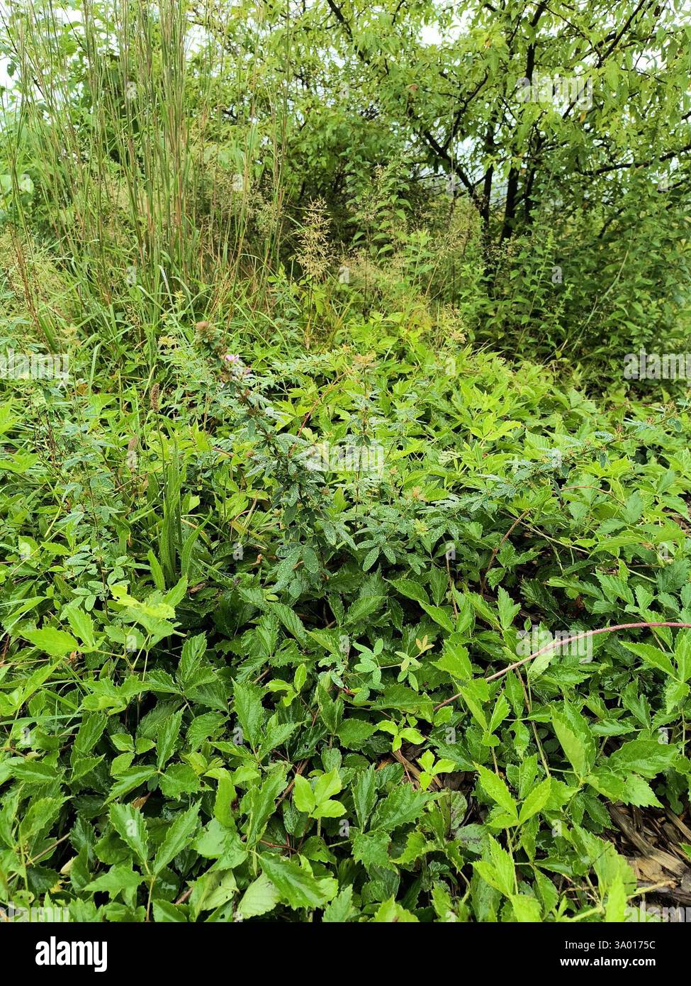 tall bush-clover (Lespedeza stuevei), Plantae, Mattapoisett, MA 02739 ...