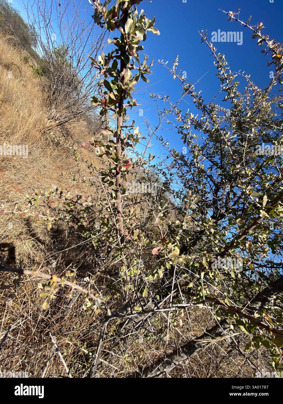 Leadwood (Combretum imberbe), Plantae, Mogalakwena, Mokopane, LP, ZA ...