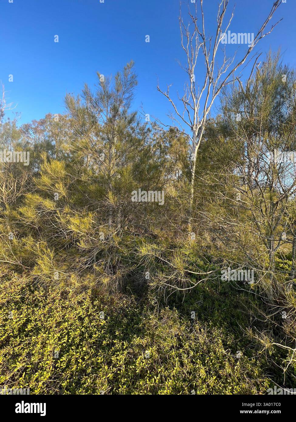 Swamp sheoak (Casuarina glauca), Plantae, Victoria Point, Queensland ...