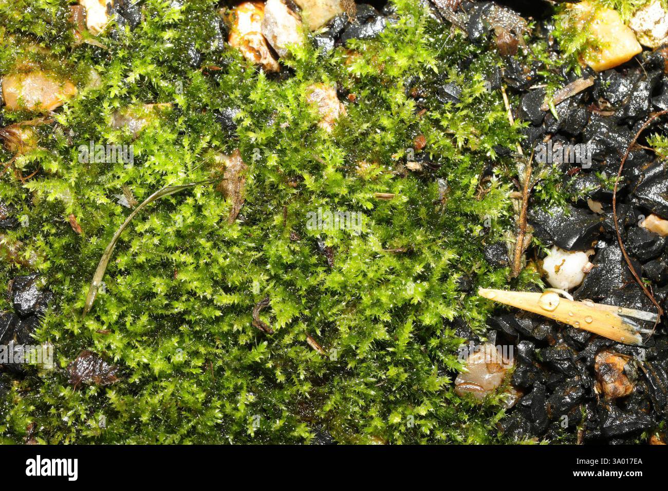 tangled thread moss (Hygroamblystegium varium), Plantae, Tawd Valley ...
