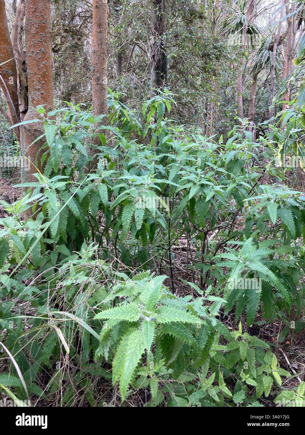 Tree Nettle (Urtica ferox), Plantae, Burwood, Christchurch, New Zealand ...