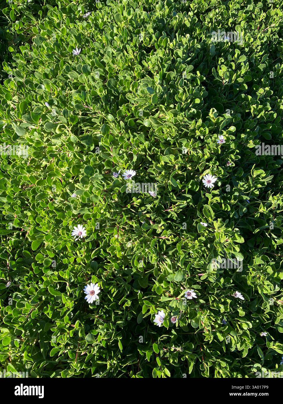 trailing African daisy (Dimorphotheca fruticosa), Plantae, Overberg, ZA ...