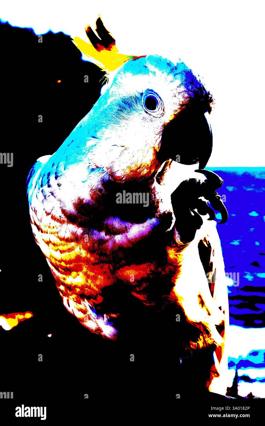 In-Camera Posterization of a Rainbow-Coloured Cockatoo Stock Photo - Alamy
