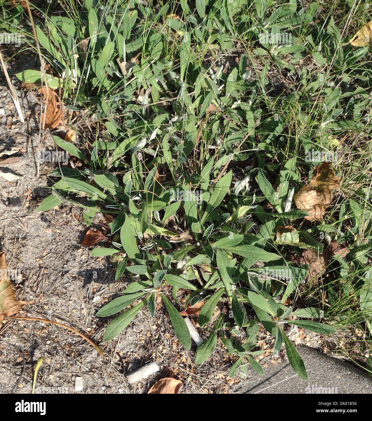 mouse-eared hawkweed (Pilosella officinarum), Plantae, 80-209 ...