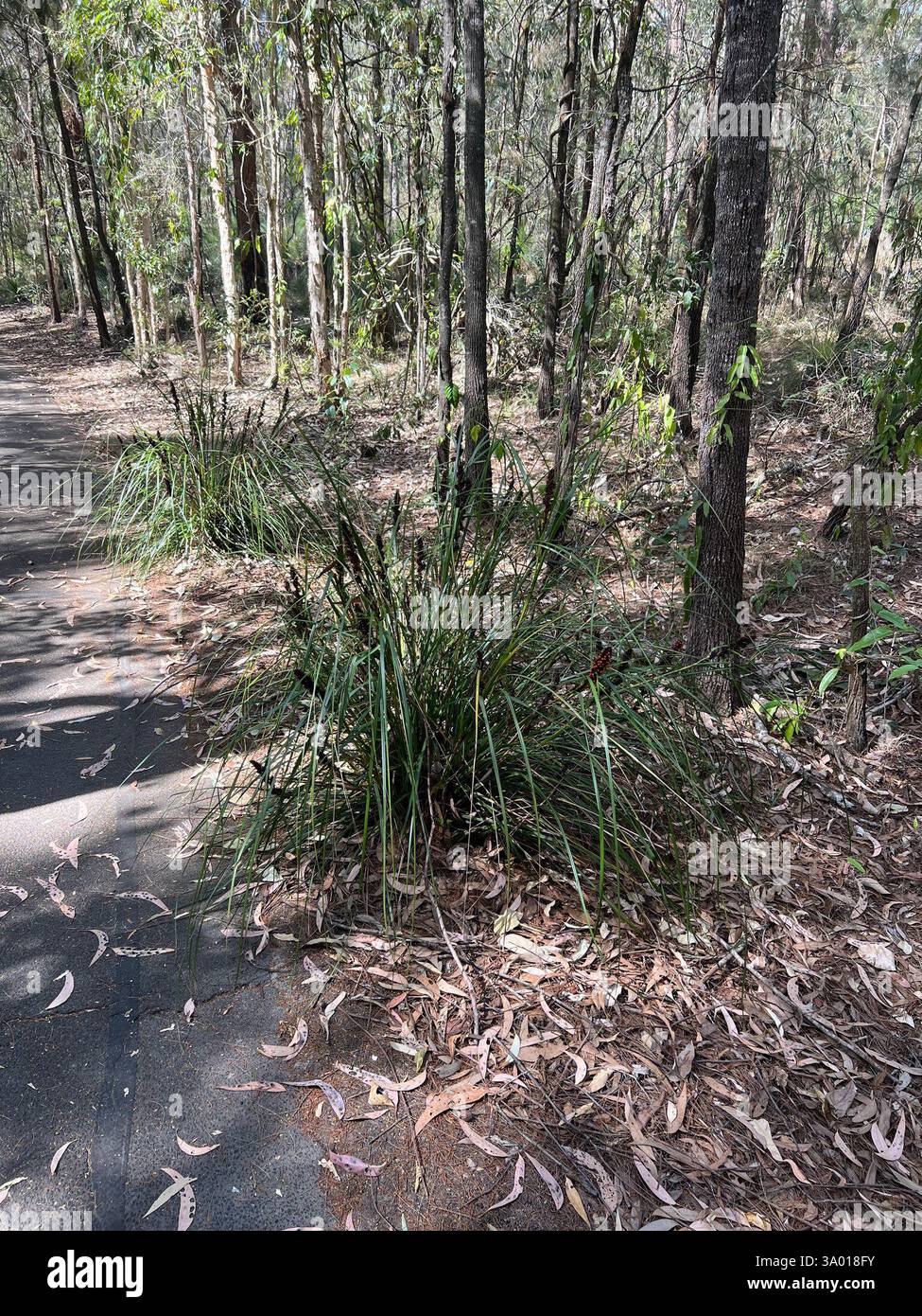 Red-berried Saw-sedge (Gahnia aspera), Plantae, Brisbane QLD, Australia ...