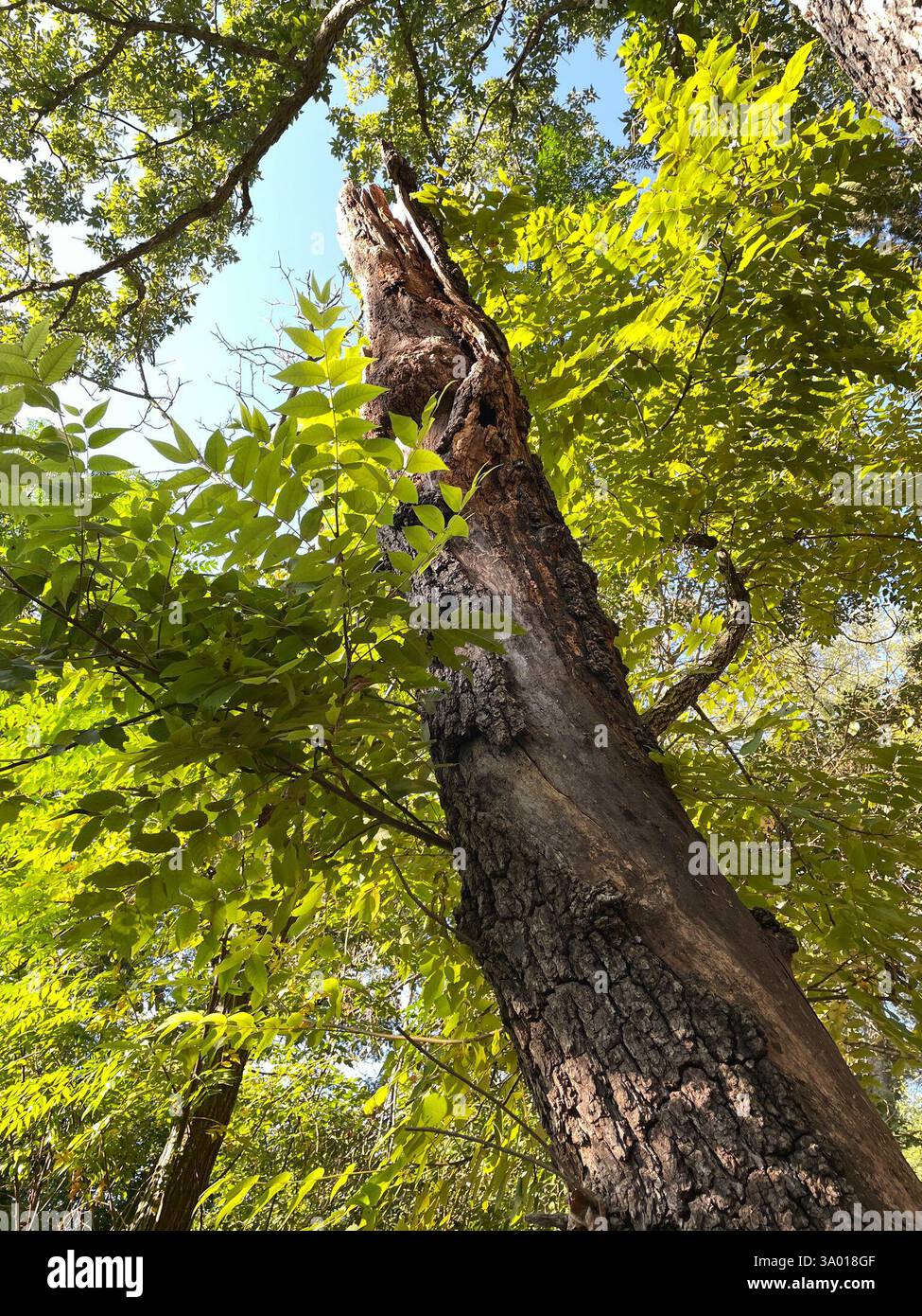 Arizona black walnut (Juglans major), Plantae, Cliff Ln, Killeen, TX ...