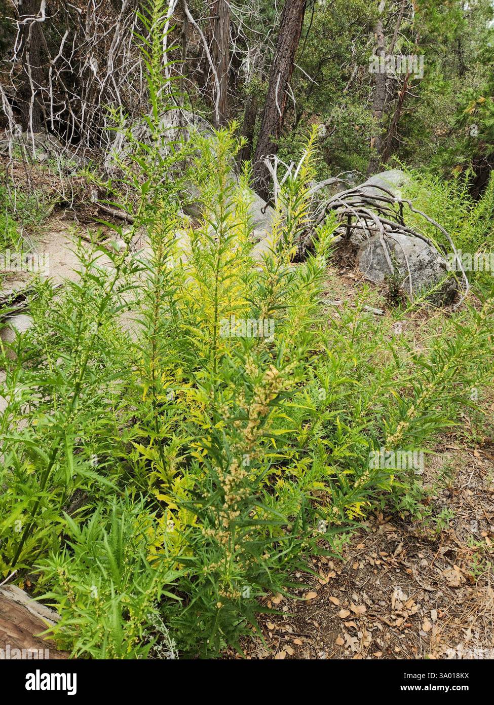 durango root (Datisca glomerata), Plantae, Idyllwild-Pine Cove, CA, USA Stock Photo - Alamy