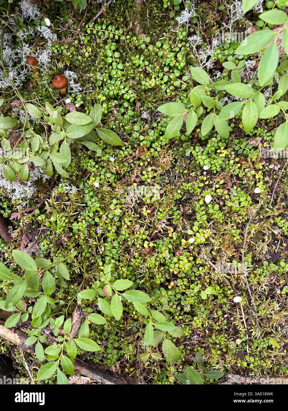 creeping snowberry (Gaultheria hispidula), Plantae, Timiskaming ...