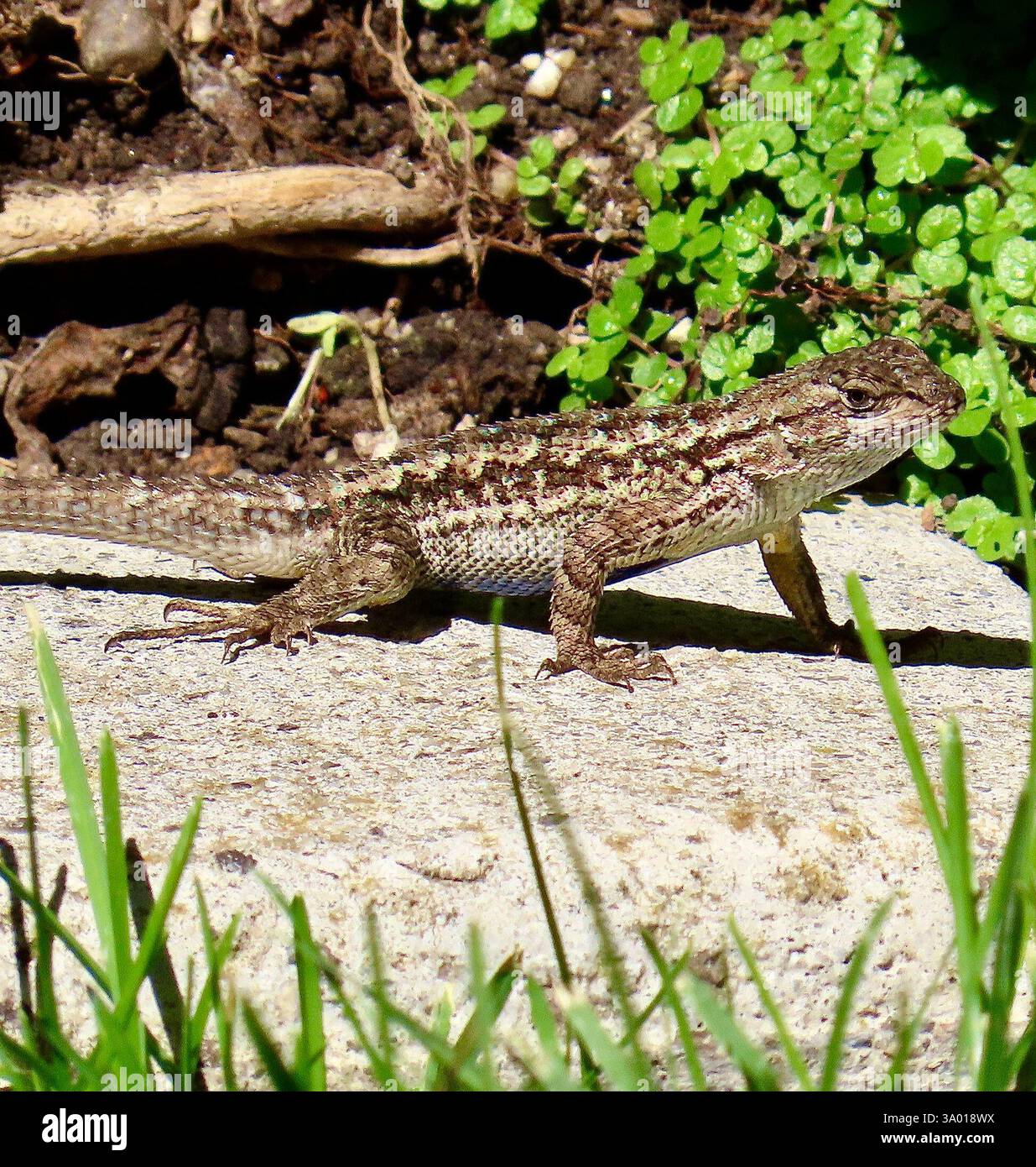 Coast Range Fence Lizard (Sceloporus occidentalis bocourtii), Reptilia ...