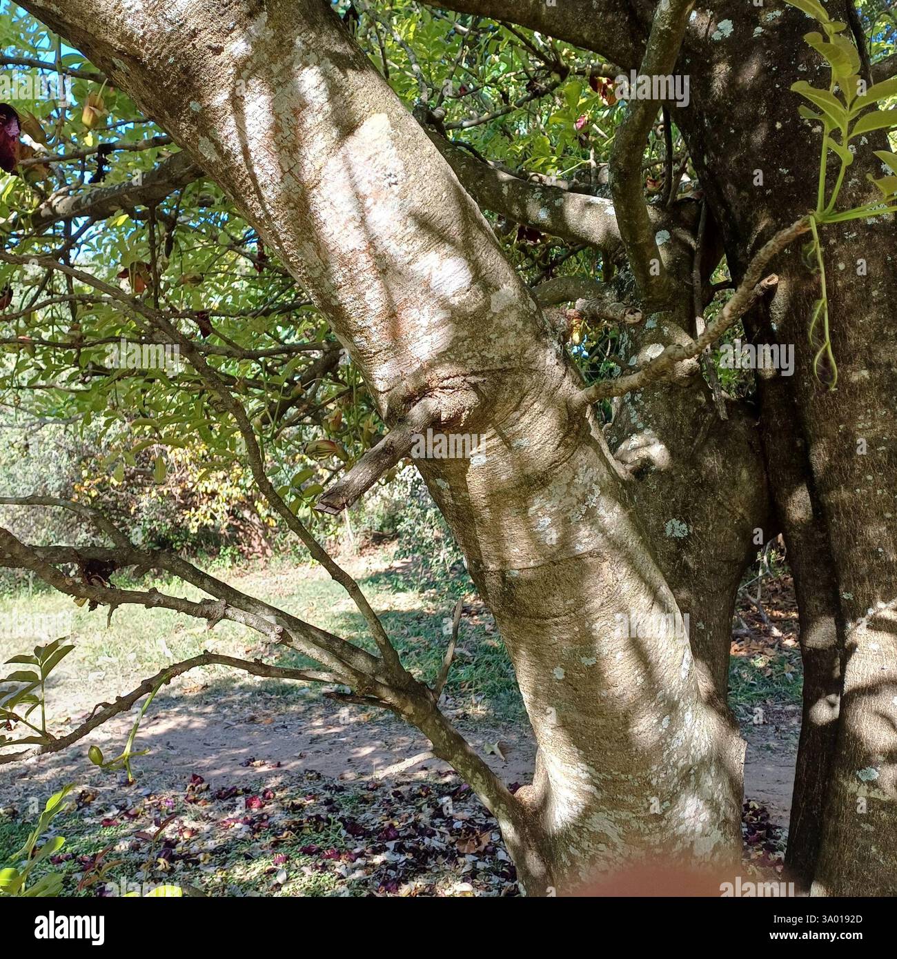 Sausage tree (Kigelia africana), Plantae, Aviation Adventure Flying ...