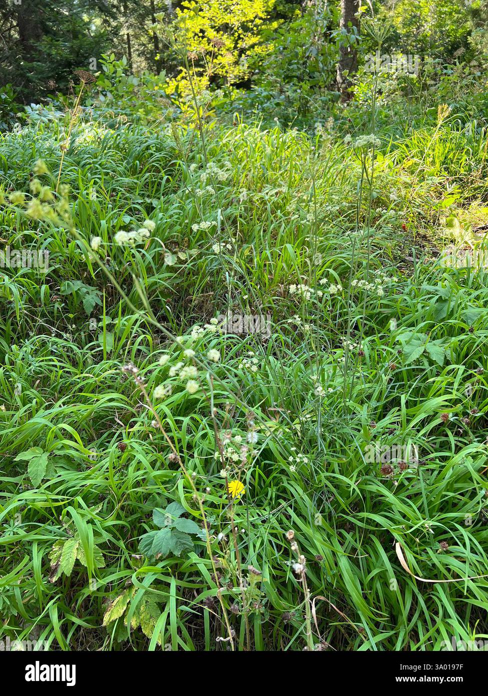 (Apioideae), Plantae, Glamoč, Federacija Bosne i Hercegovine, BA Stock ...