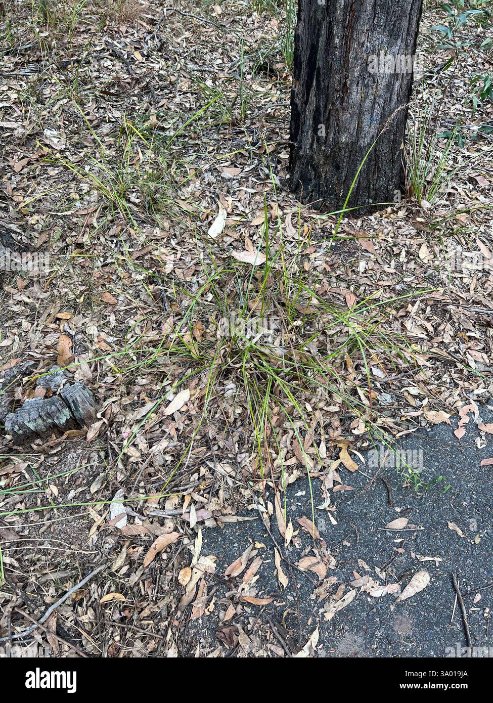 variable sword-sedge (Lepidosperma laterale), Plantae, Nathan ...