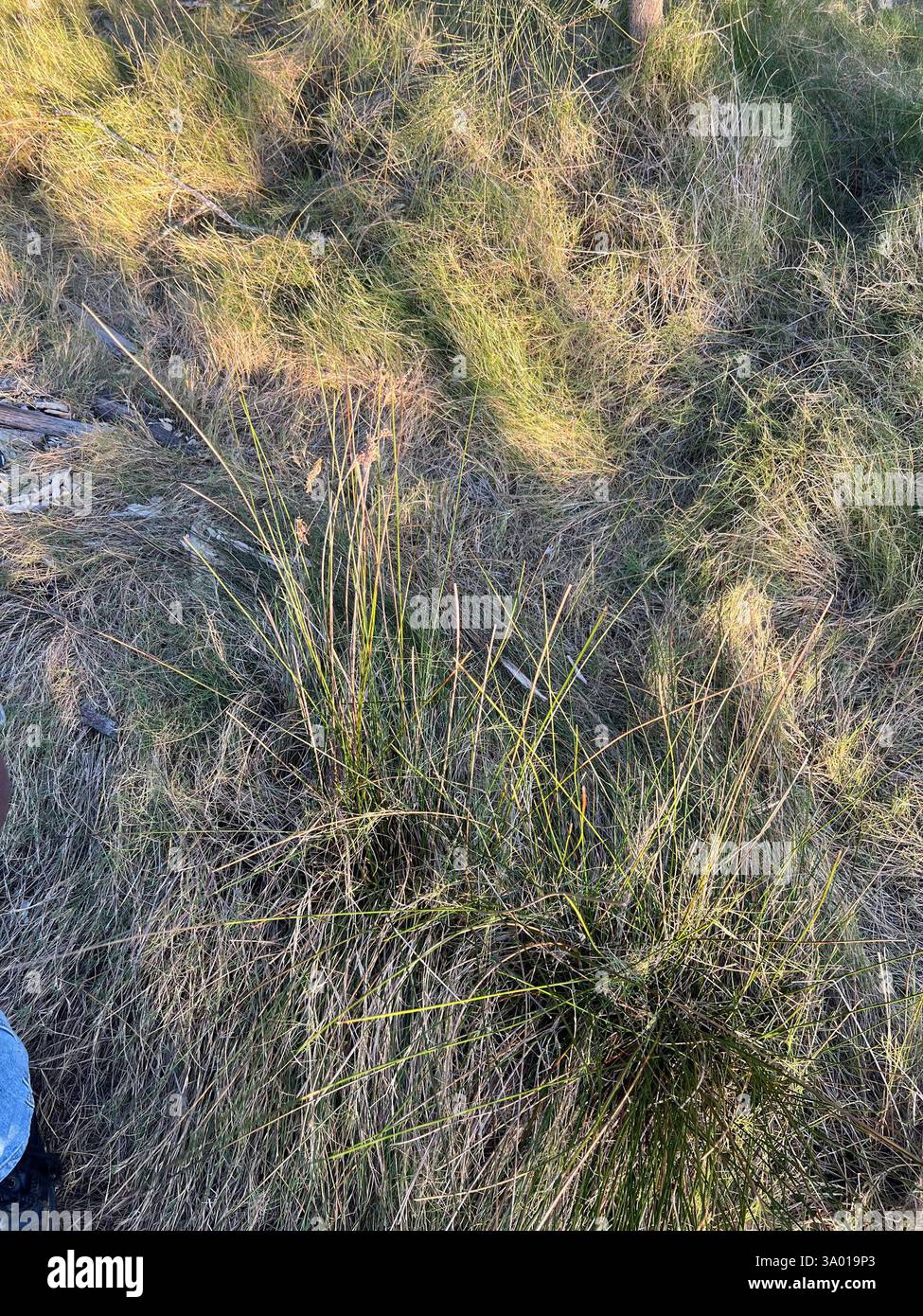 Sea Rush (Juncus kraussii), Plantae, Victoria Point, Queensland ...