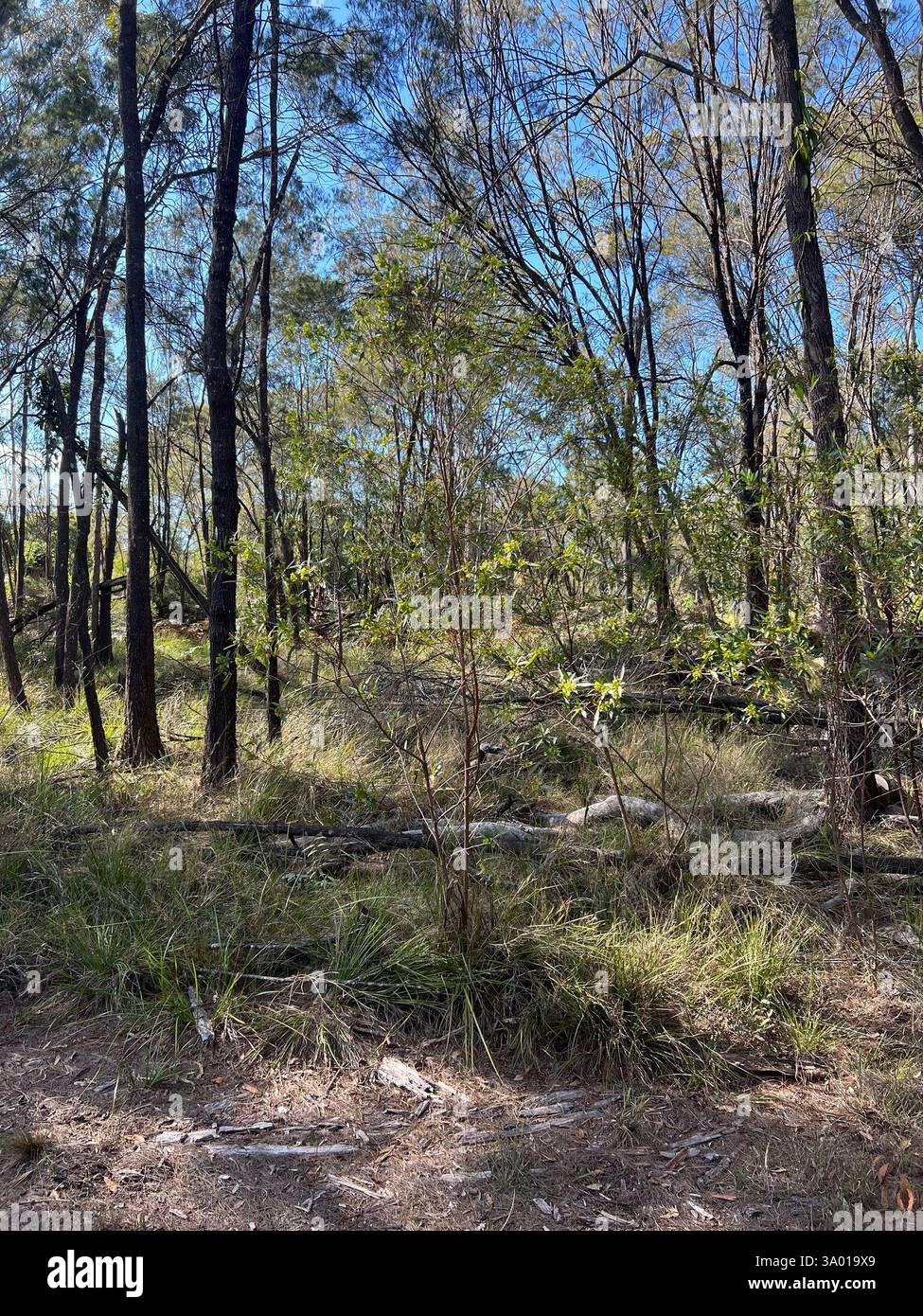 Common Hop Bush (Dodonaea triquetra), Plantae, Mount Cotton QLD 4165 ...