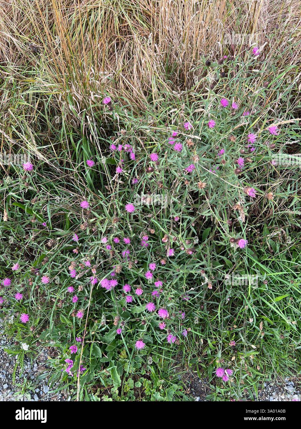 black knapweed (Centaurea nigra), Plantae, Canewdon, Rochford, England ...